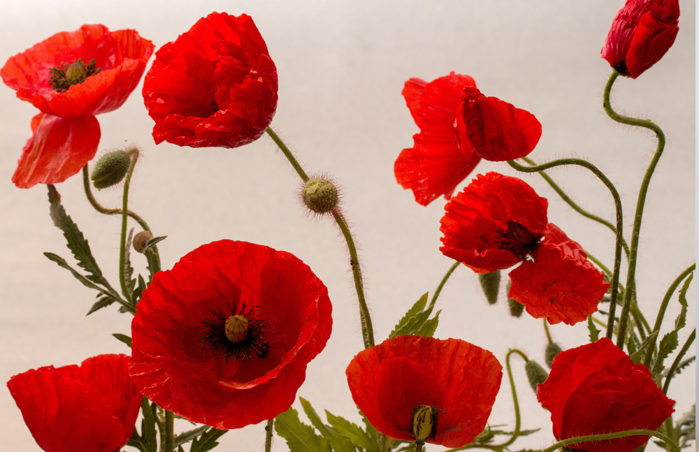 Chan's Silk Flowers, inc – Chan's Silk Flowers, inc