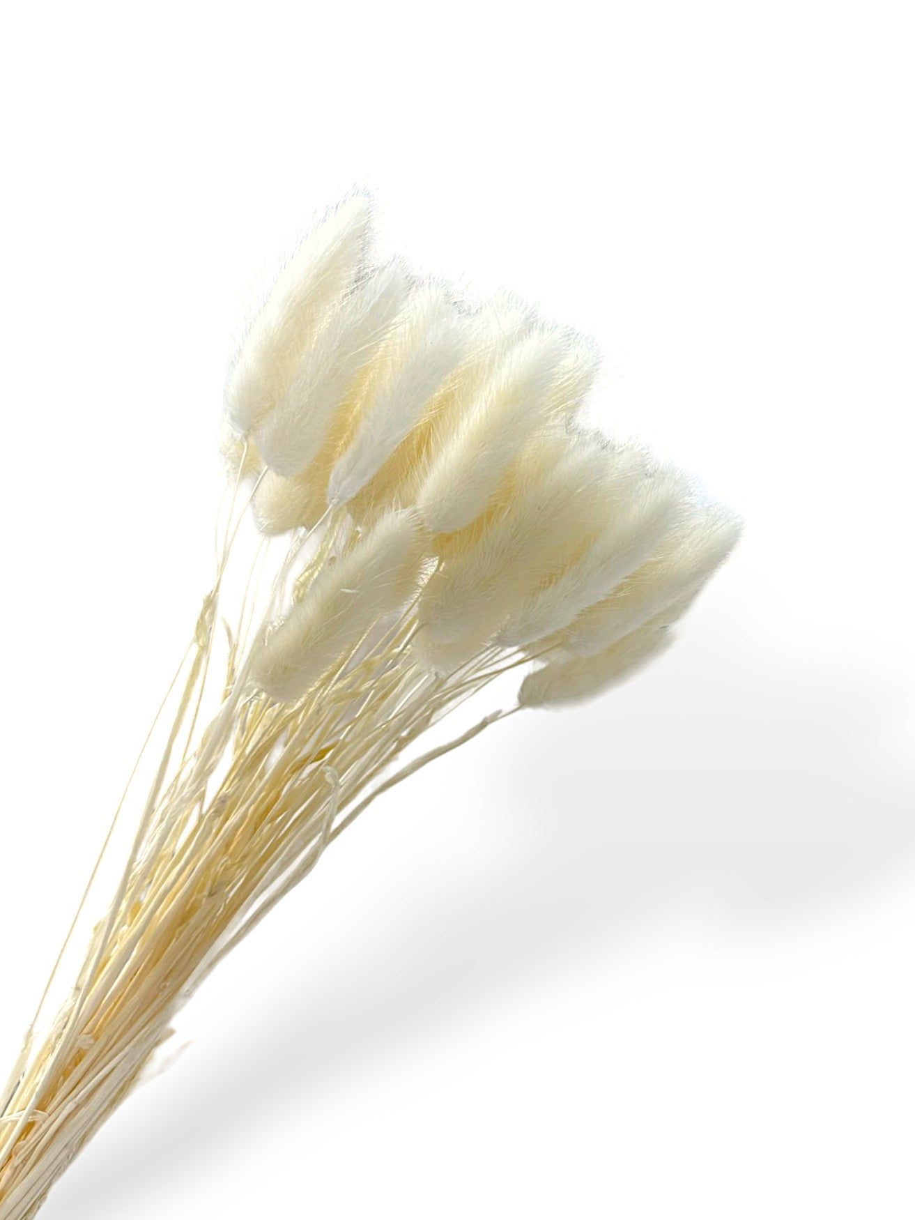 DRIED BUNNY TAIL – Chan's Silk Flowers, inc