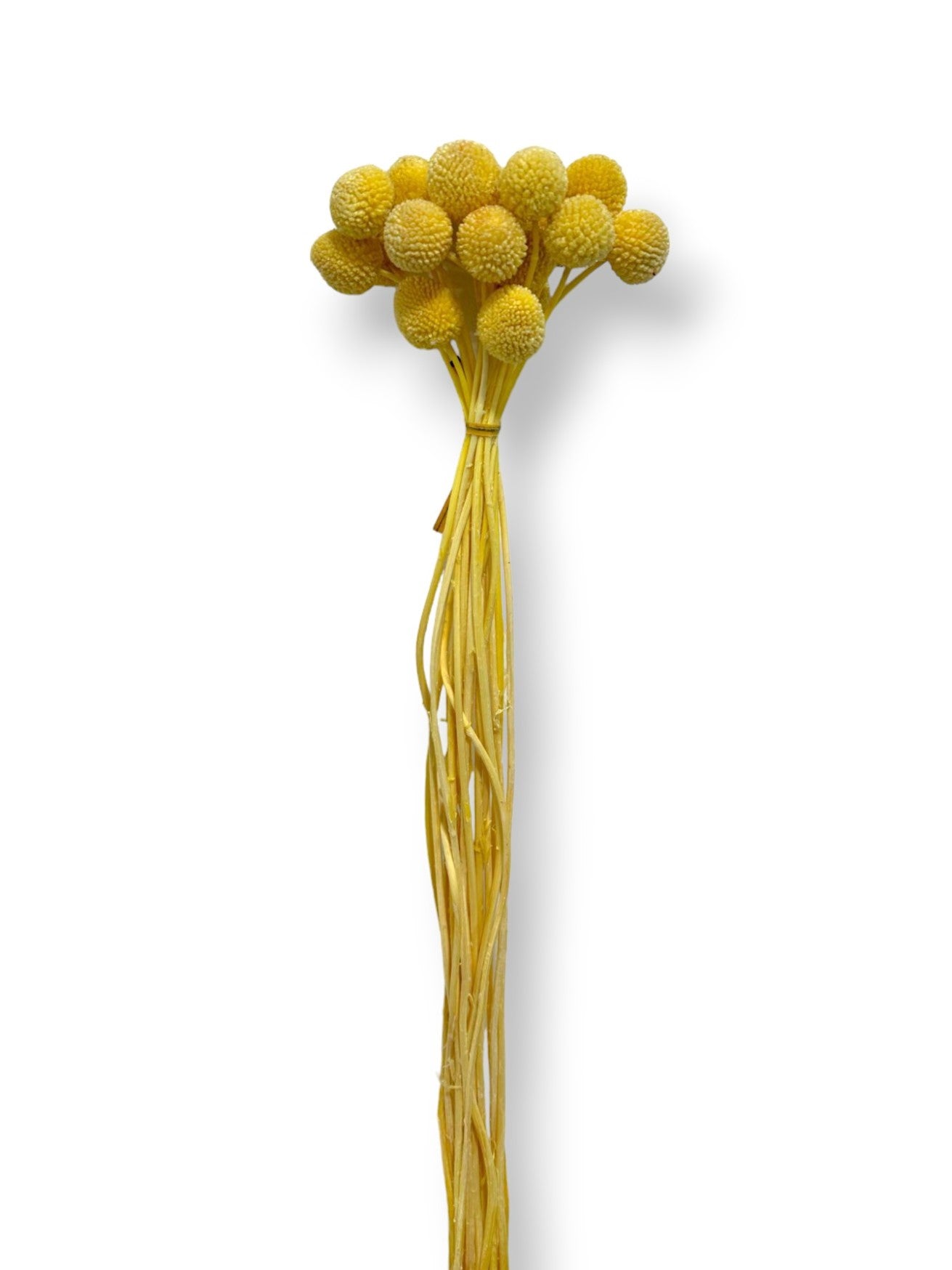 DRIED BILLY BUTTON – Chan's Silk Flowers, inc