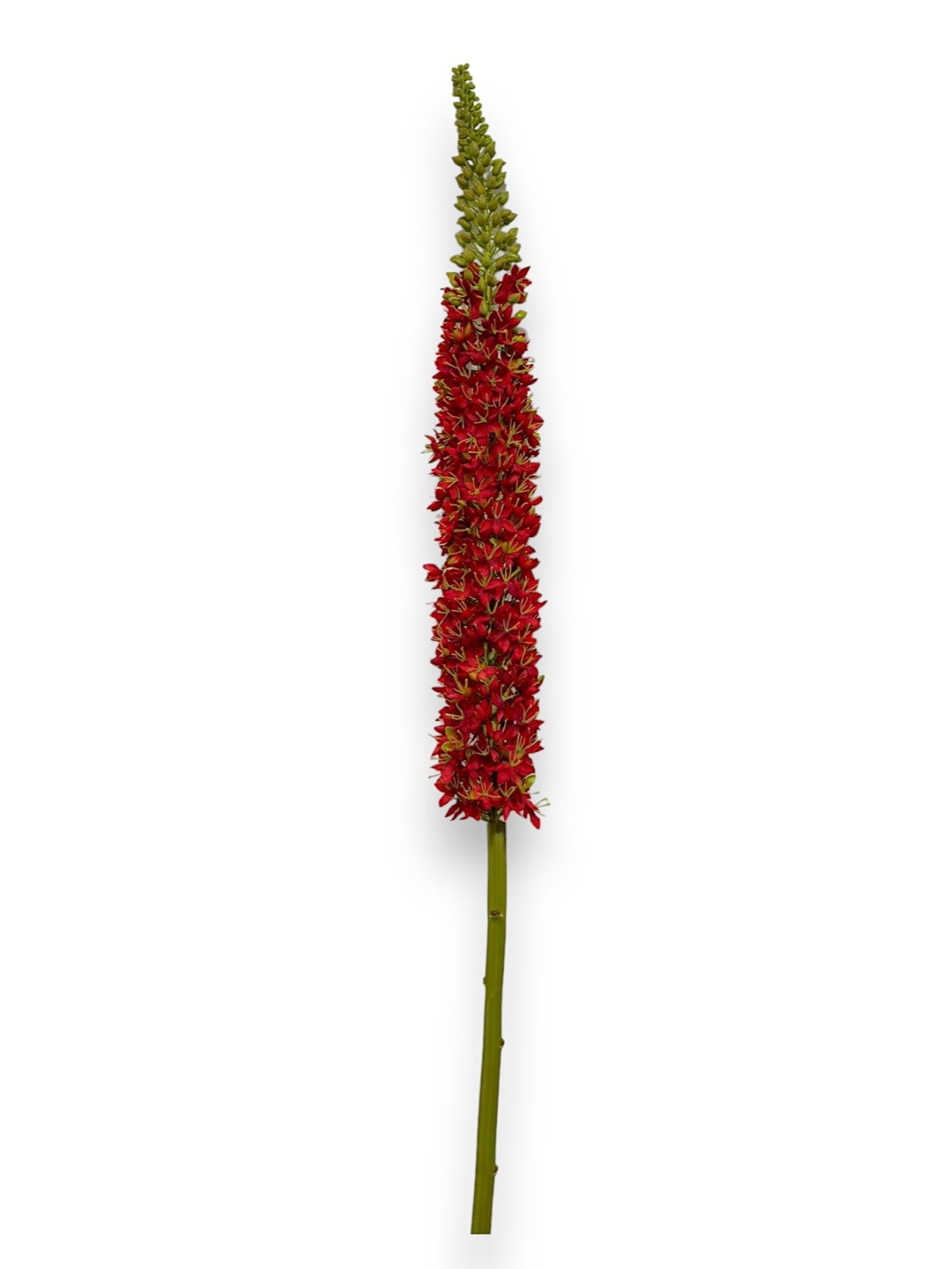 EREMURUS RED – Chan's Silk Flowers, inc